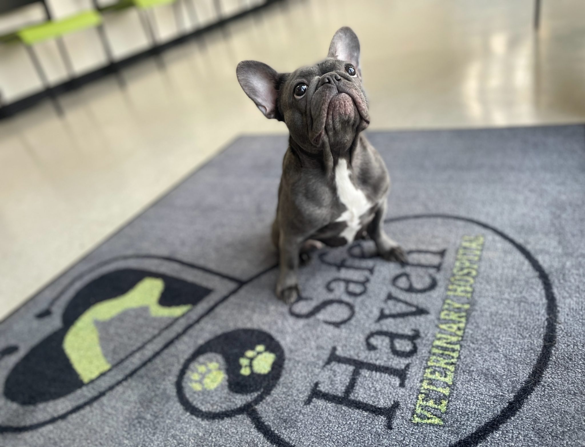 About Us – Safe Haven Veterinary